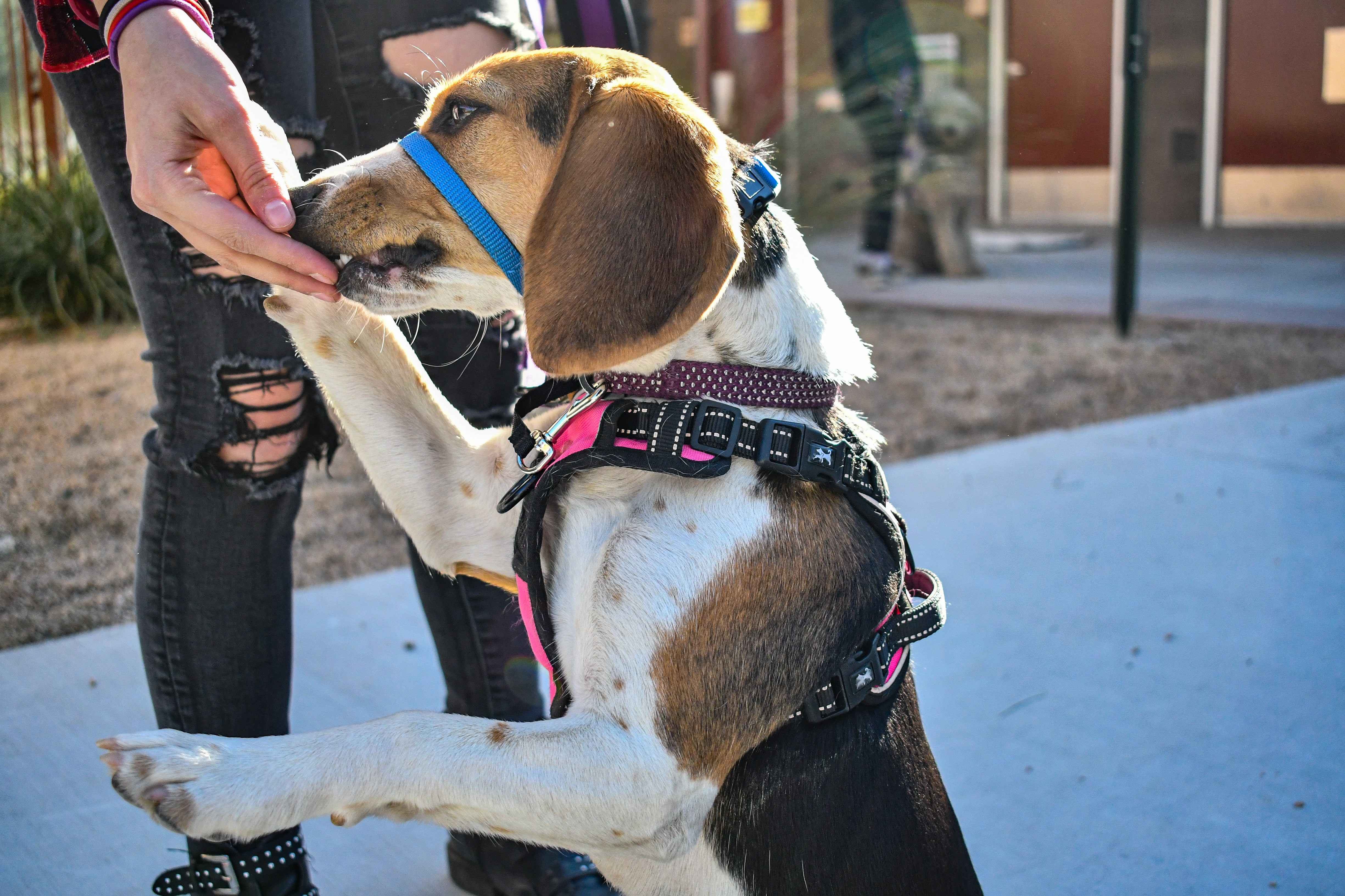 Types – Service Dog Etiquette